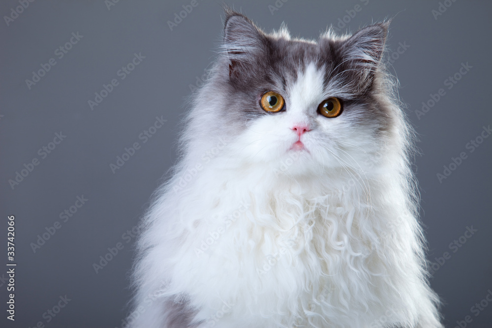 White And Grey Persian Cat