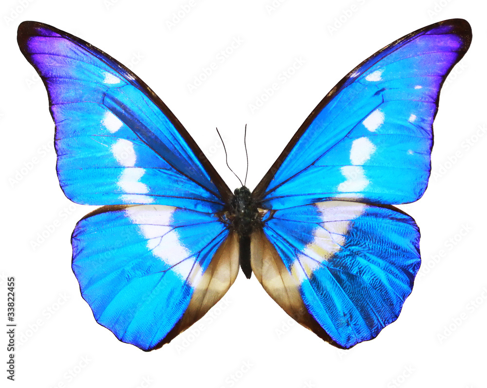 Blue Butterfly (morpho Rhetenor cacica) isolated Stock Photo | Adobe Stock