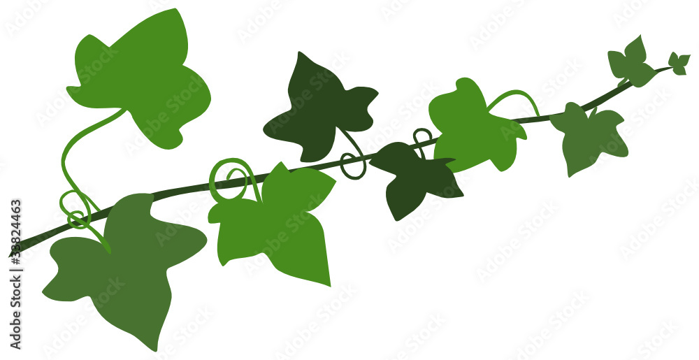 Efeu Stock-Vektorgrafik | Adobe Stock