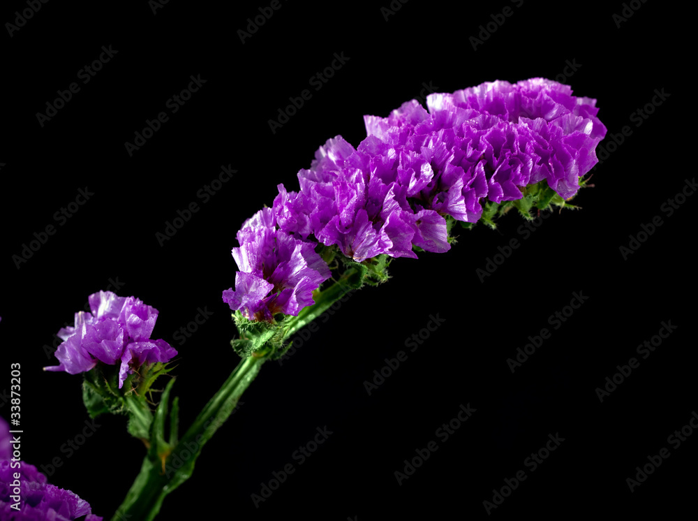 violet statice flower Stock Photo | Adobe Stock