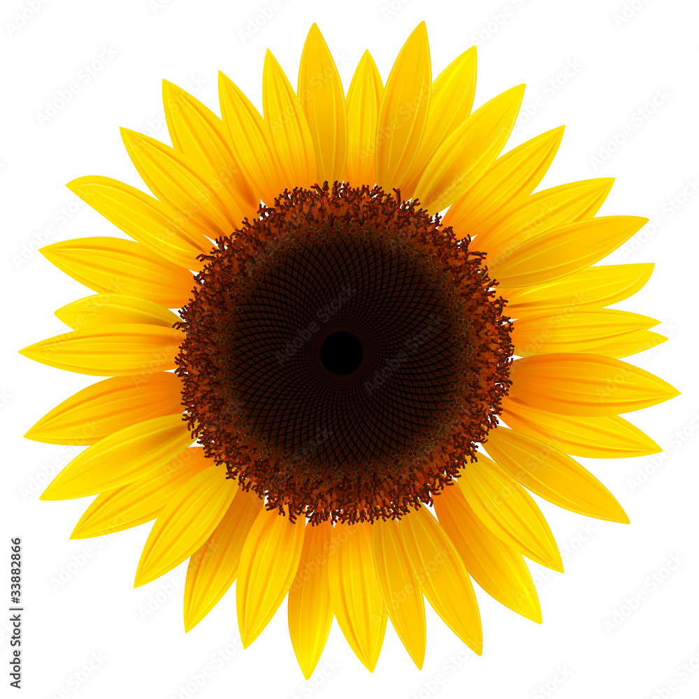 Sunflower isolated, vector. Stock Vector | Adobe Stock