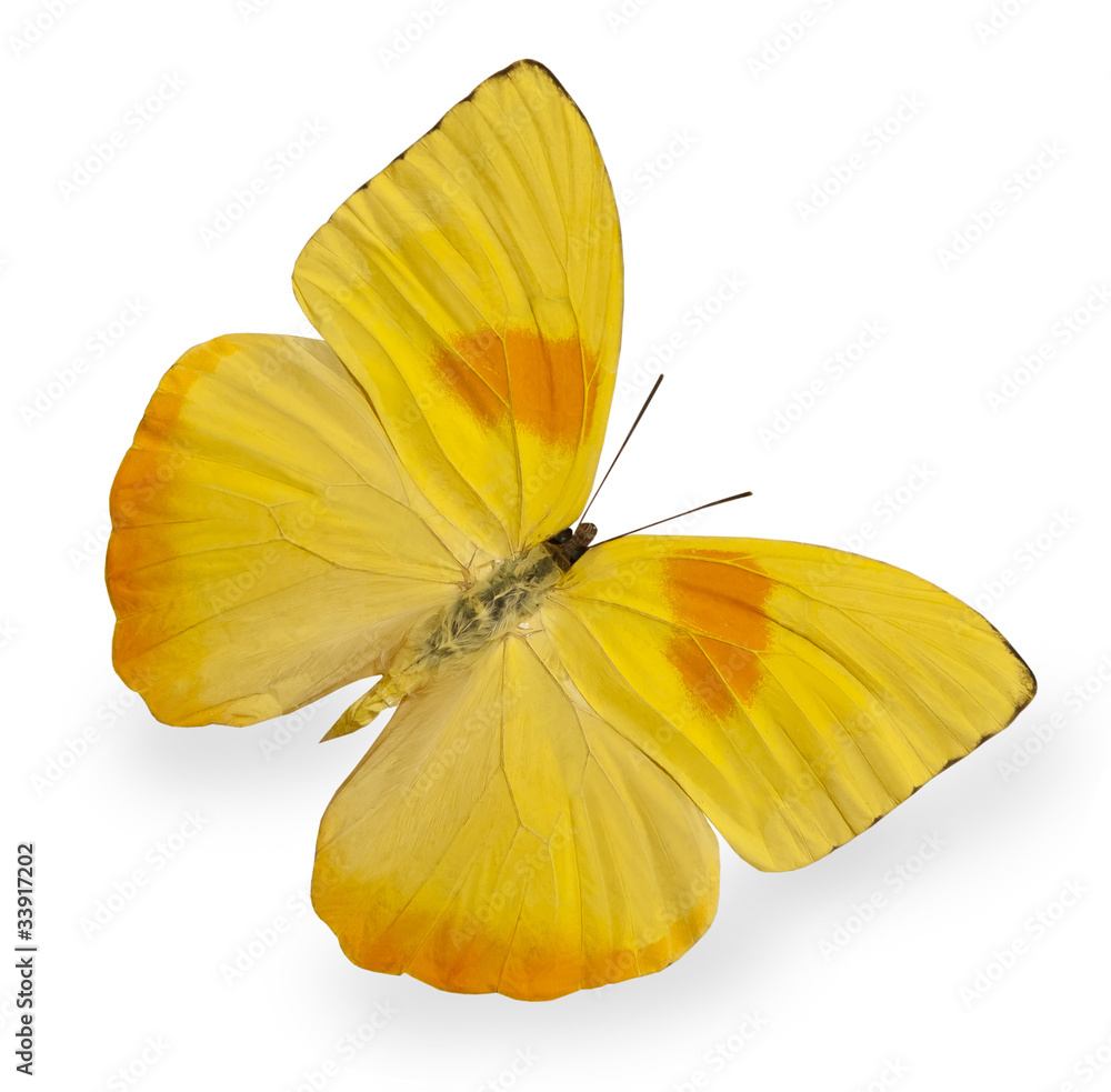 Yellow butterfly isolated on white Stock Photo | Adobe Stock