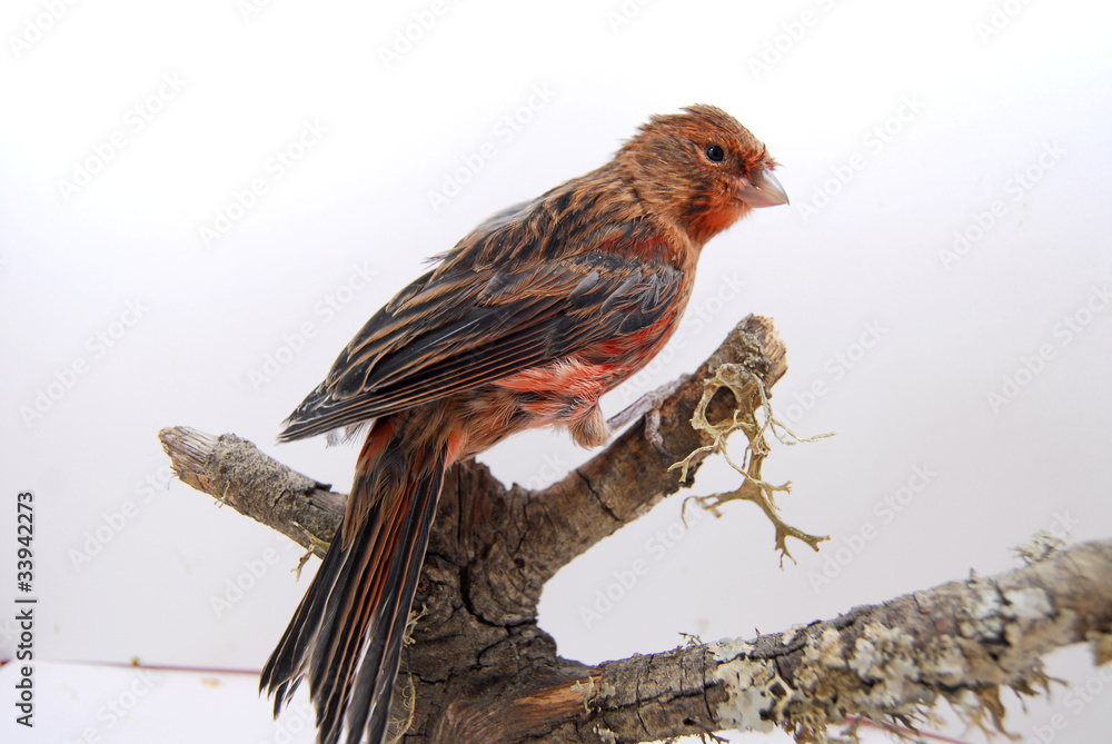 Canario Stock Photo | Adobe Stock