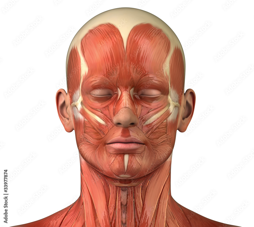 Facial muscular system anatomy front anterior view Stock Illustration ...