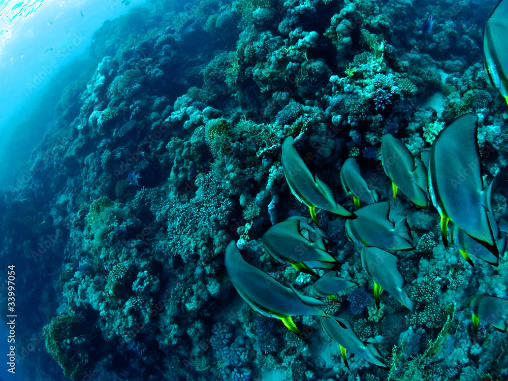 Bat Fish Shoal in the Red Sea Stock Photo | Adobe Stock