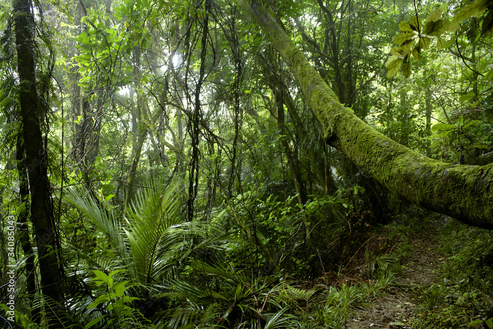 Lush green tropical forest jungle Stock Photo | Adobe Stock