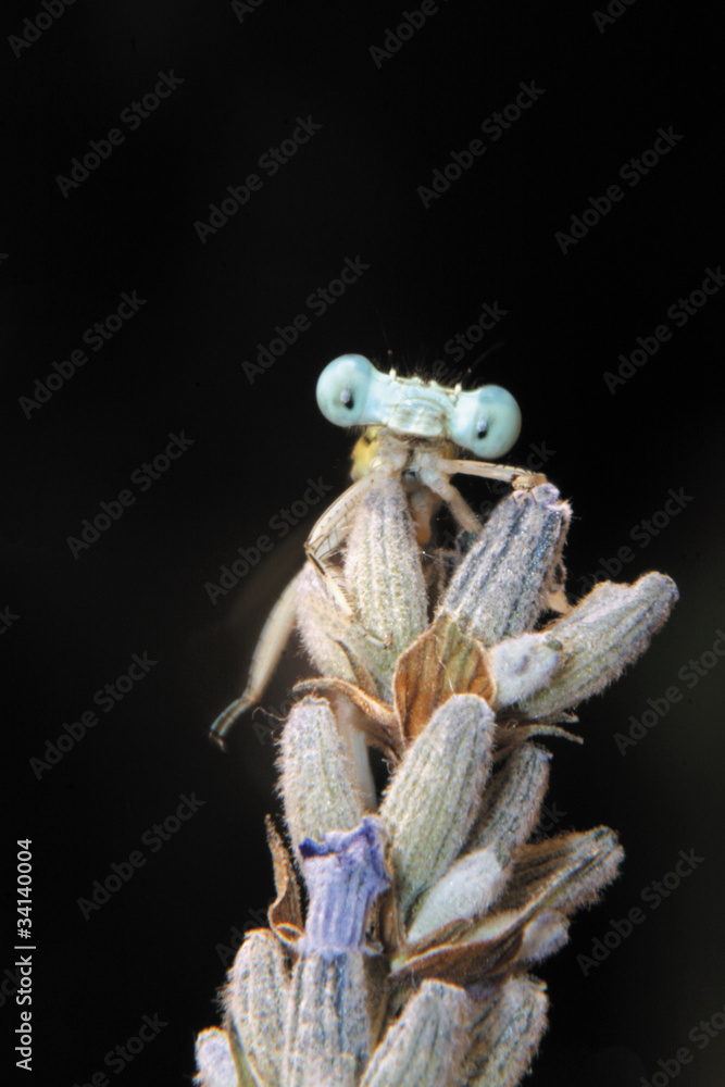 Ojos de libélula, anisoptera foto de Stock | Adobe Stock