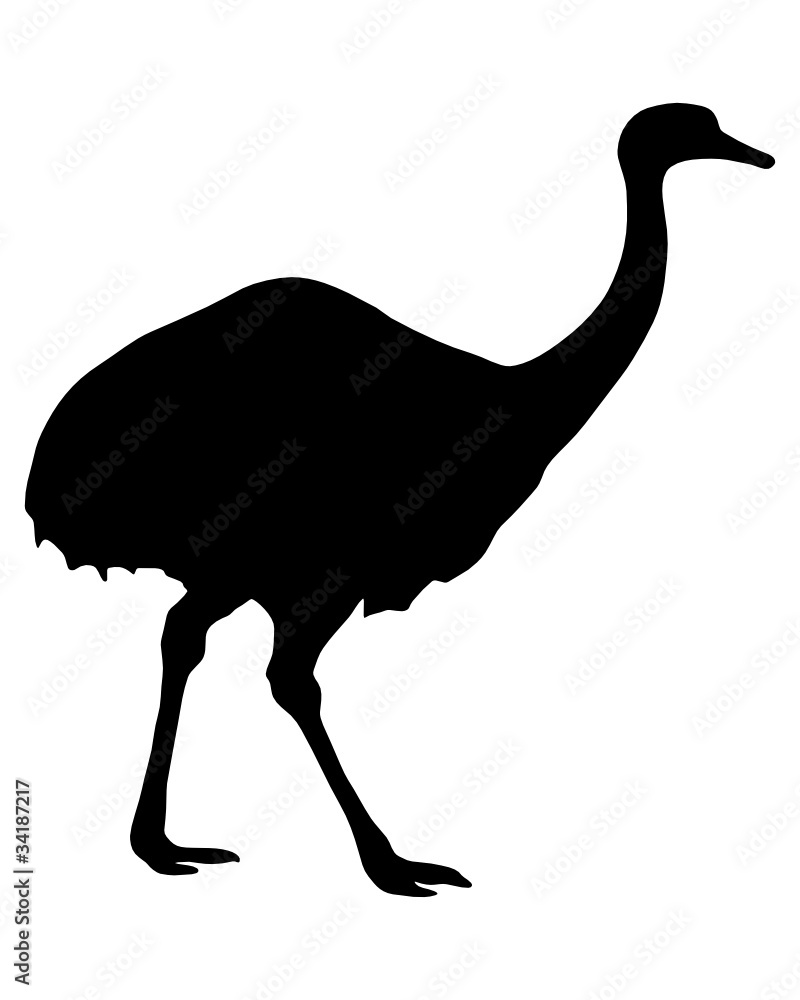 Nandu Silhouette vector de Stock | Adobe Stock