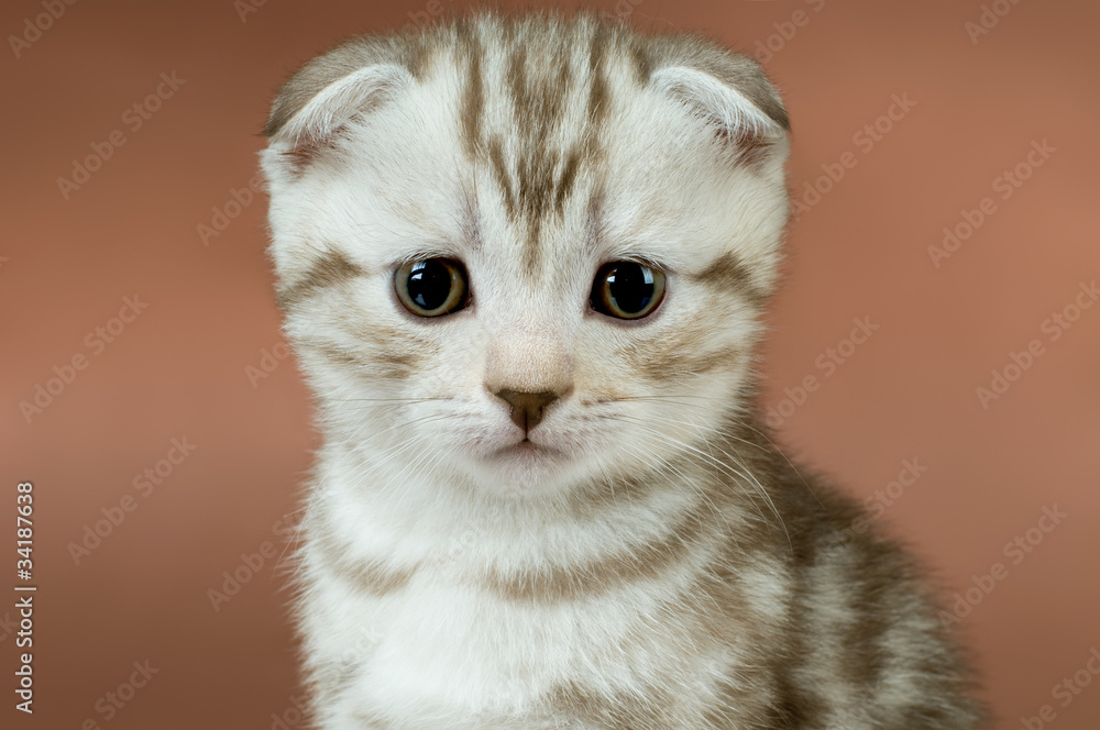 kitten Stock Photo | Adobe Stock