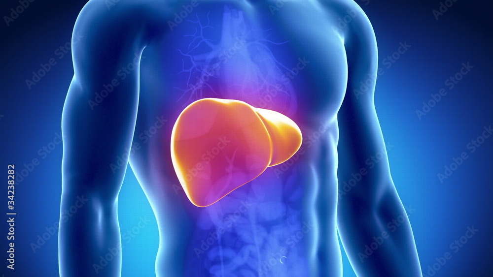 Male liver anatomy with digestive organs in x-ray view Stock Video ...