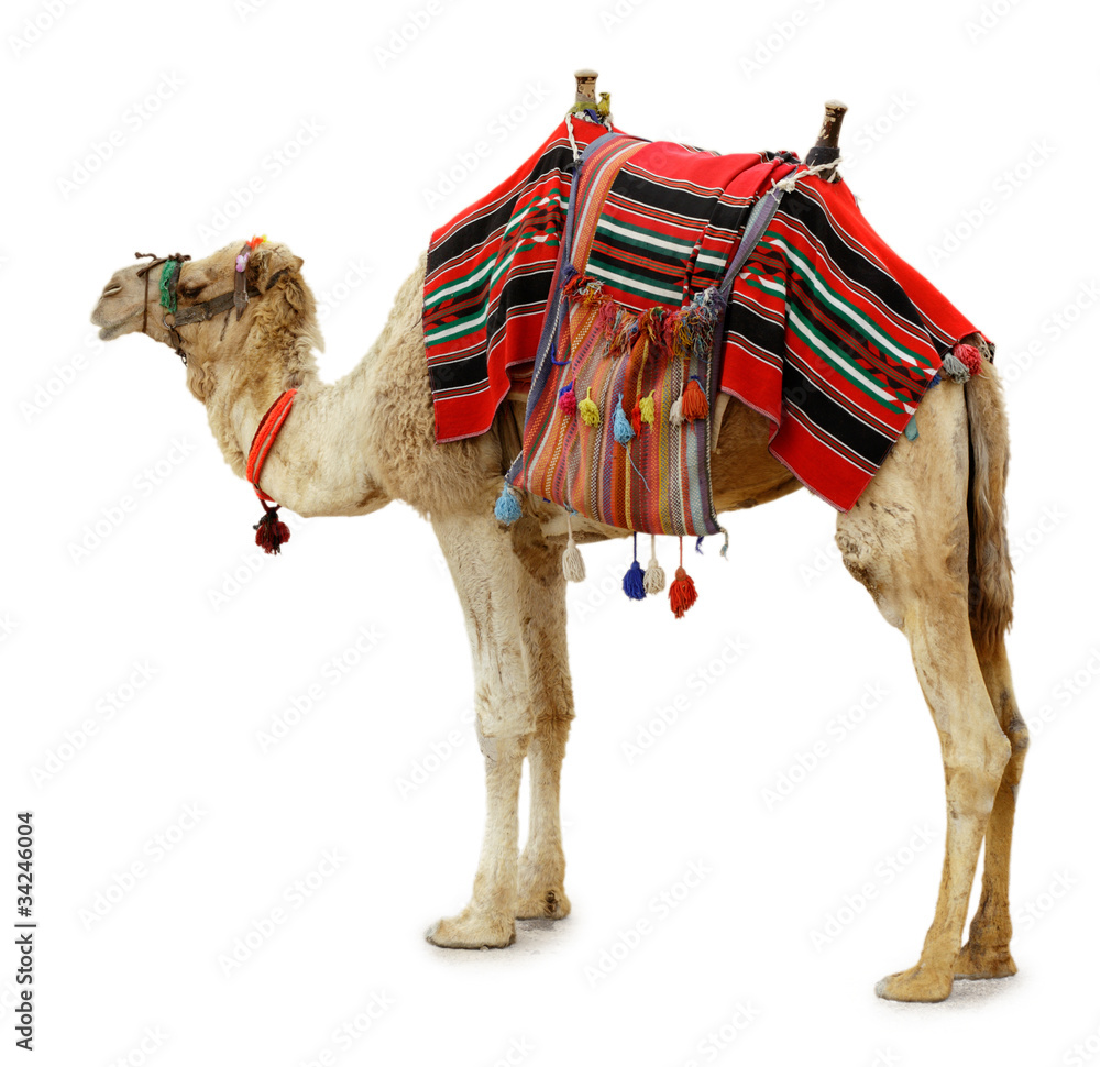 camel Stock Photo | Adobe Stock