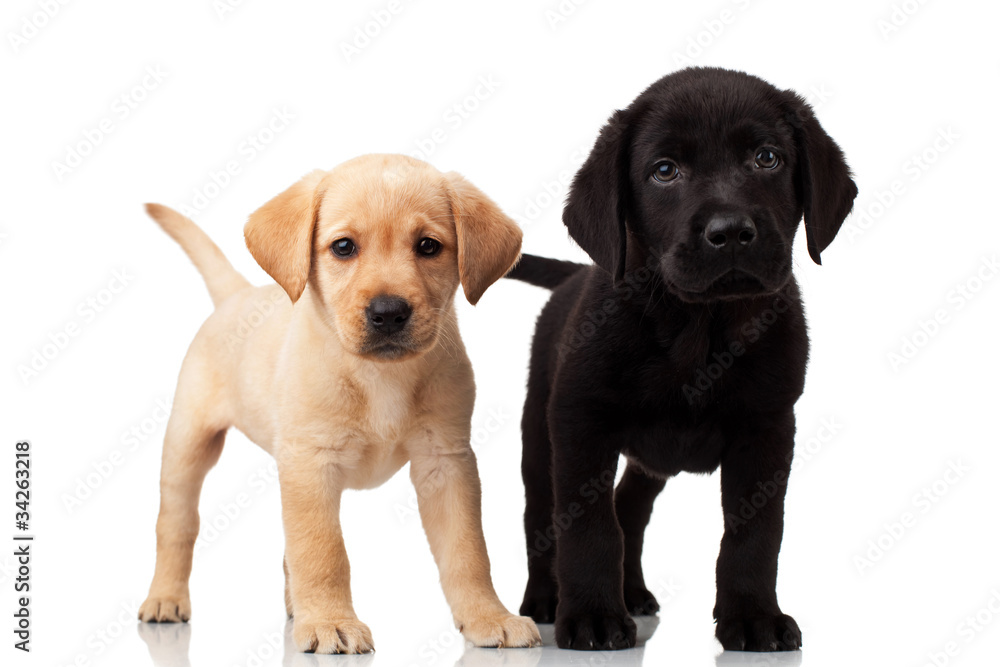 two cute labrador puppies Stock Photo | Adobe Stock