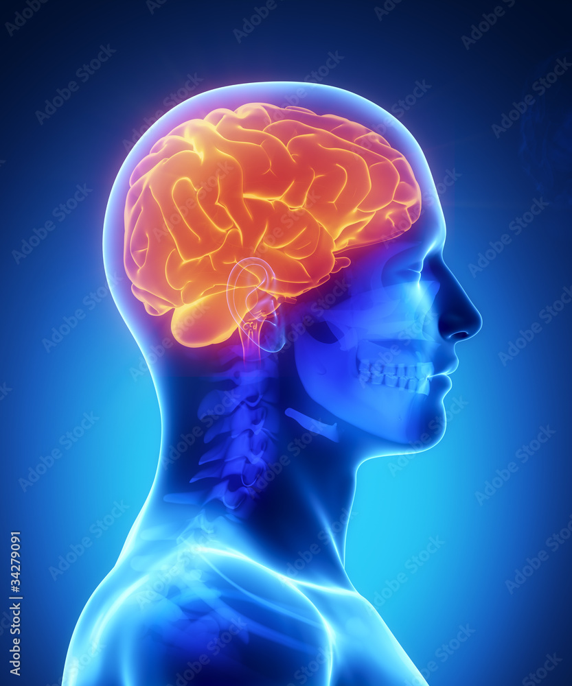 Human brain with visible skull lateral view Stock Illustration | Adobe ...