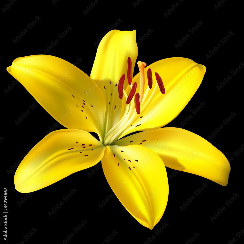 Vector photo-realistic vivid yellow lily isolated on black Stock Vector ...