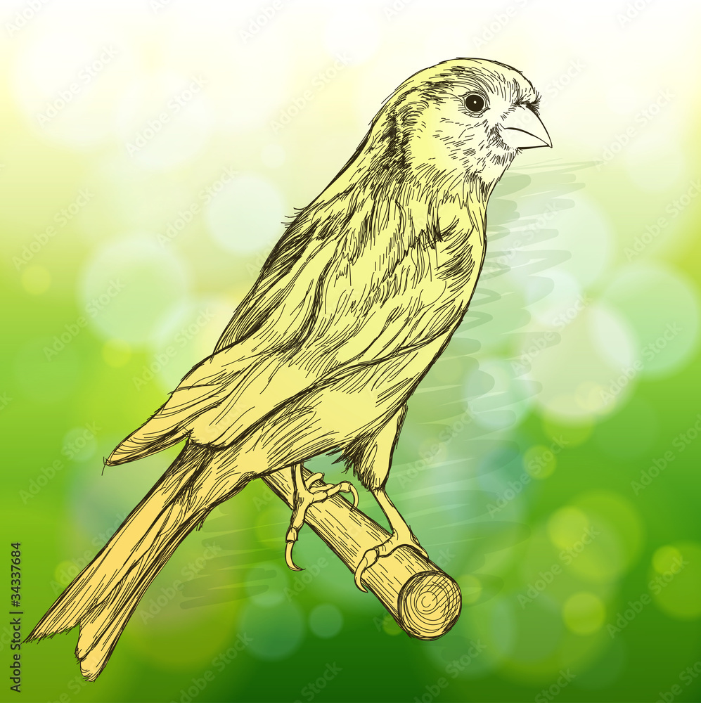 sketch of a canary bird sitting on a branch Stock Vector | Adobe Stock