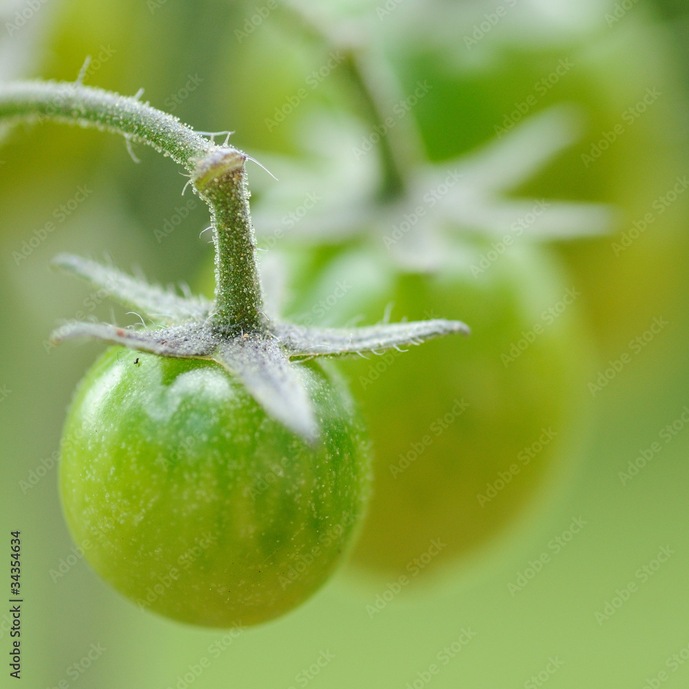 tomate verte Stock Photo | Adobe Stock