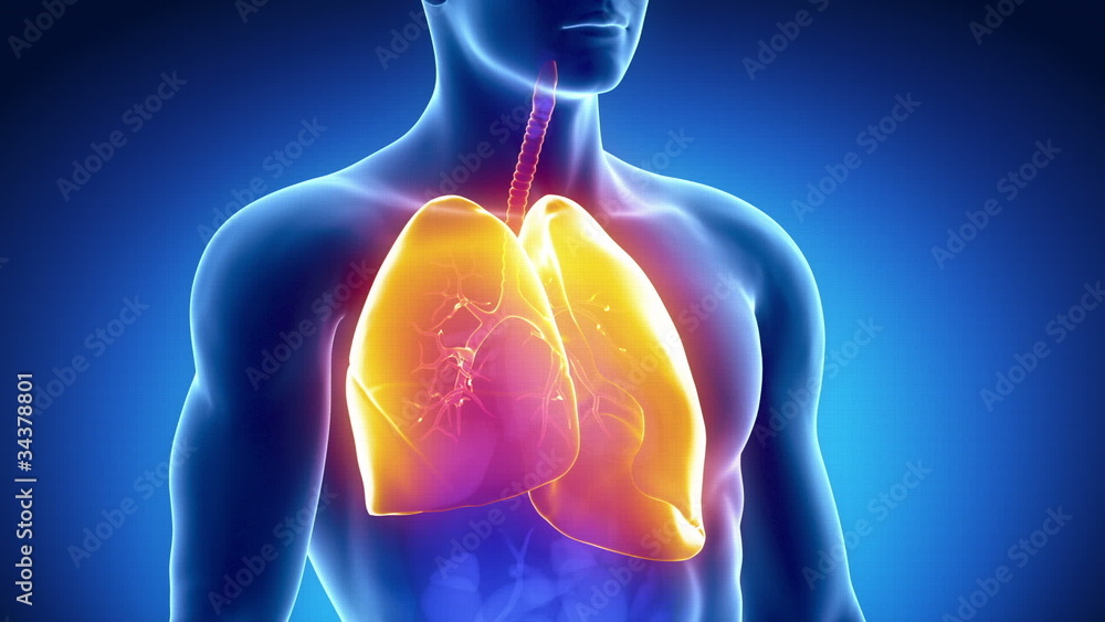 Male RESPIRATORY SYSTEM anatomy in blue x-ray view Stock Video | Adobe ...