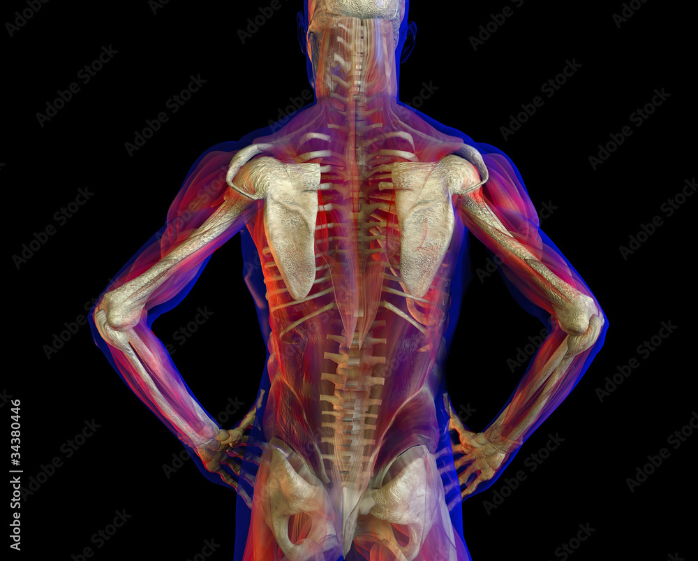 X-ray illustration of Human back anatomy and skeleton Stock ...