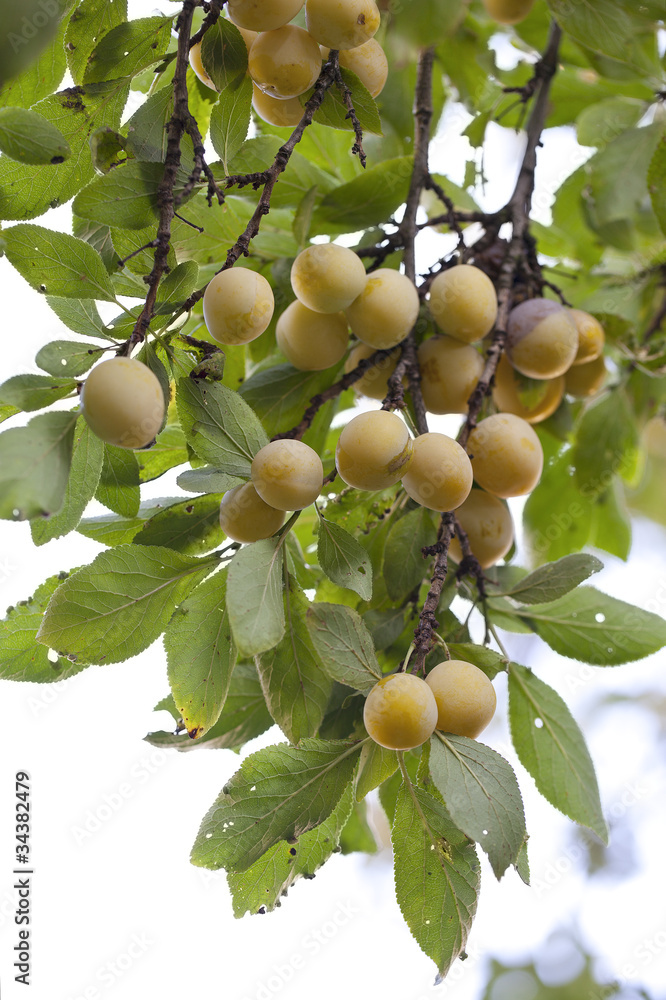Mirabellenbaum im Obstgarten Stock-Foto | Adobe Stock