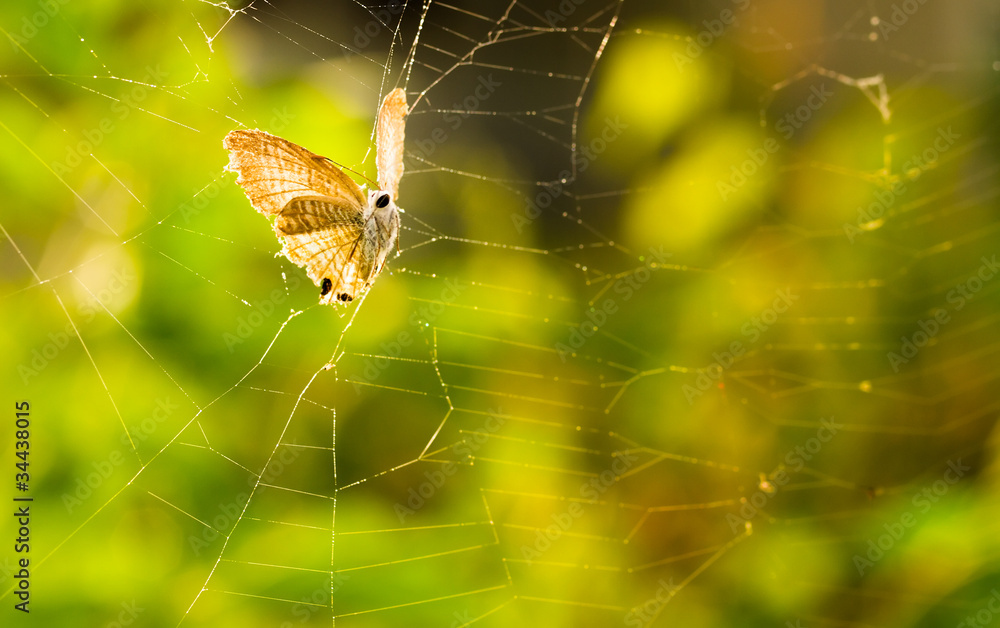 Butterfly trapped in an abandoned spider's web Stock Photo | Adobe Stock