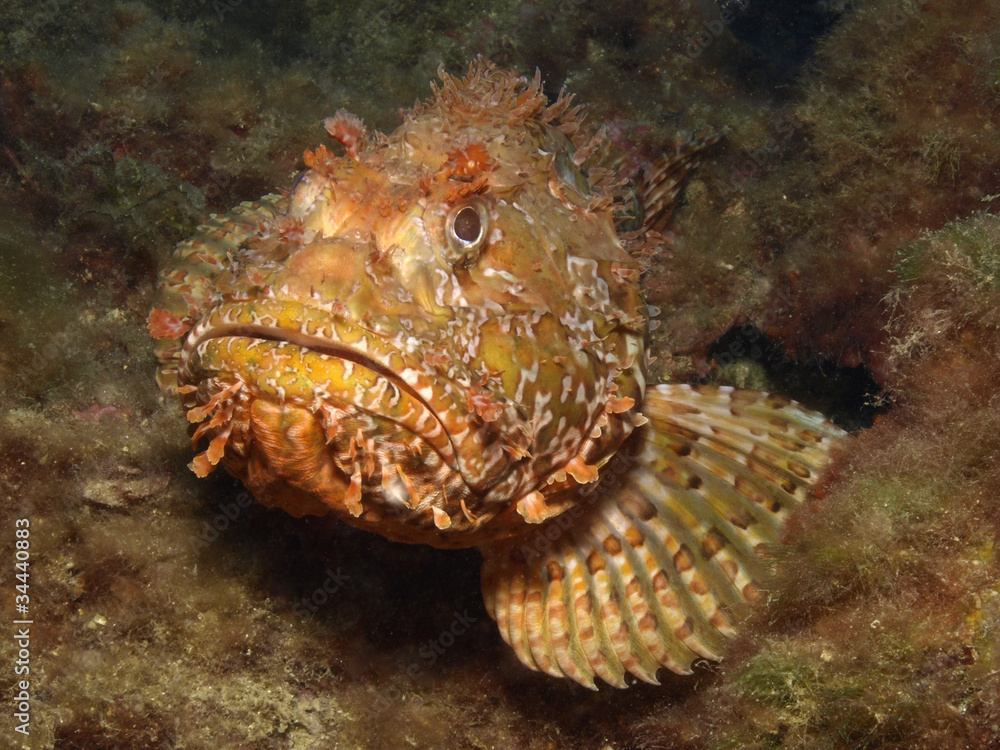 cabracho foto de Stock | Adobe Stock