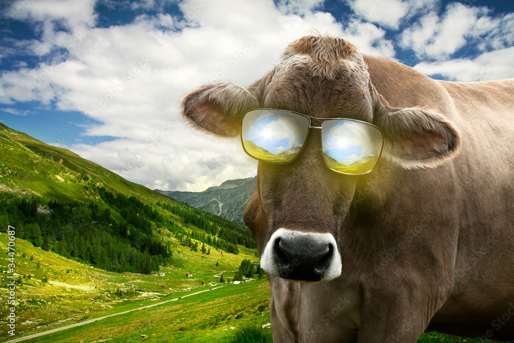 Cow with Sunglasses Stock Photo | Adobe Stock