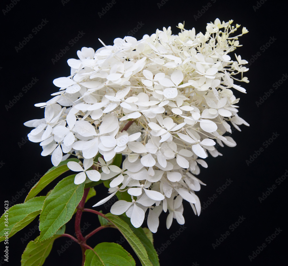White flowering Hydrangea Paniculata Phantom plant Stock Photo | Adobe ...
