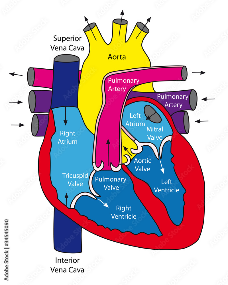 Anatomy of the human heart Stock Vector | Adobe Stock