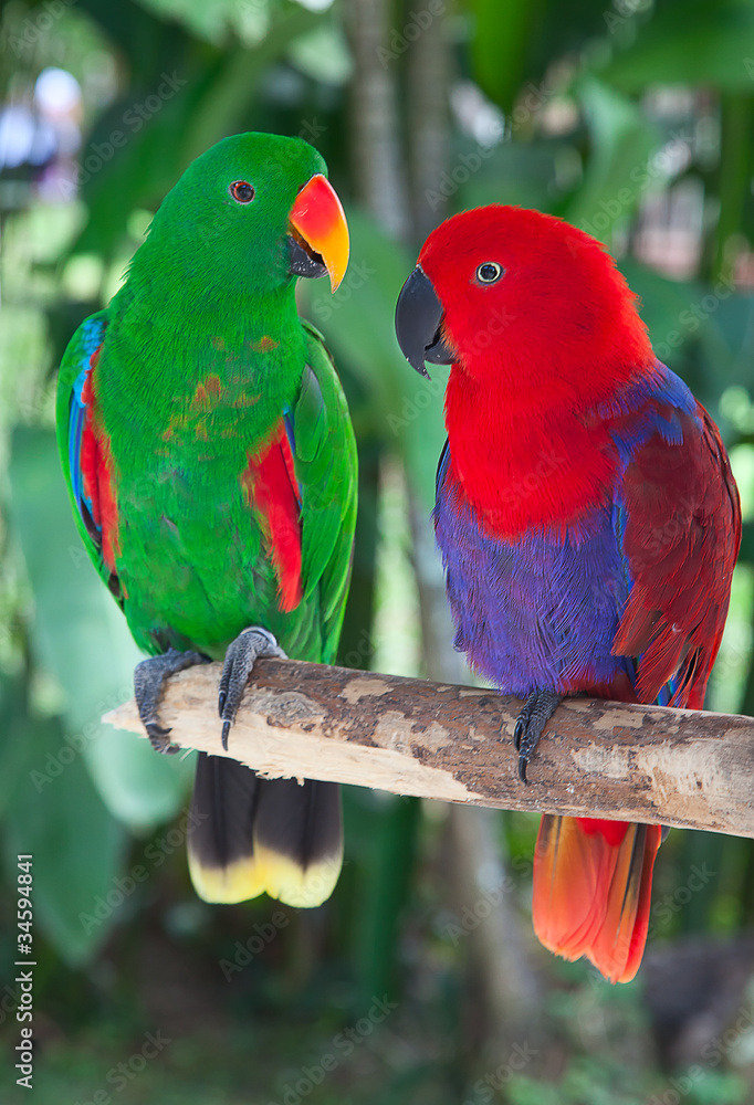 Poster Pair of lori parrots – Wall Art | UkPosters