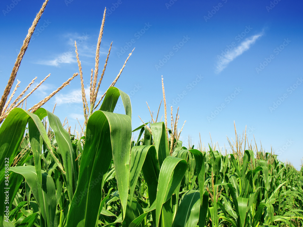 Corn field Stock Photo | Adobe Stock