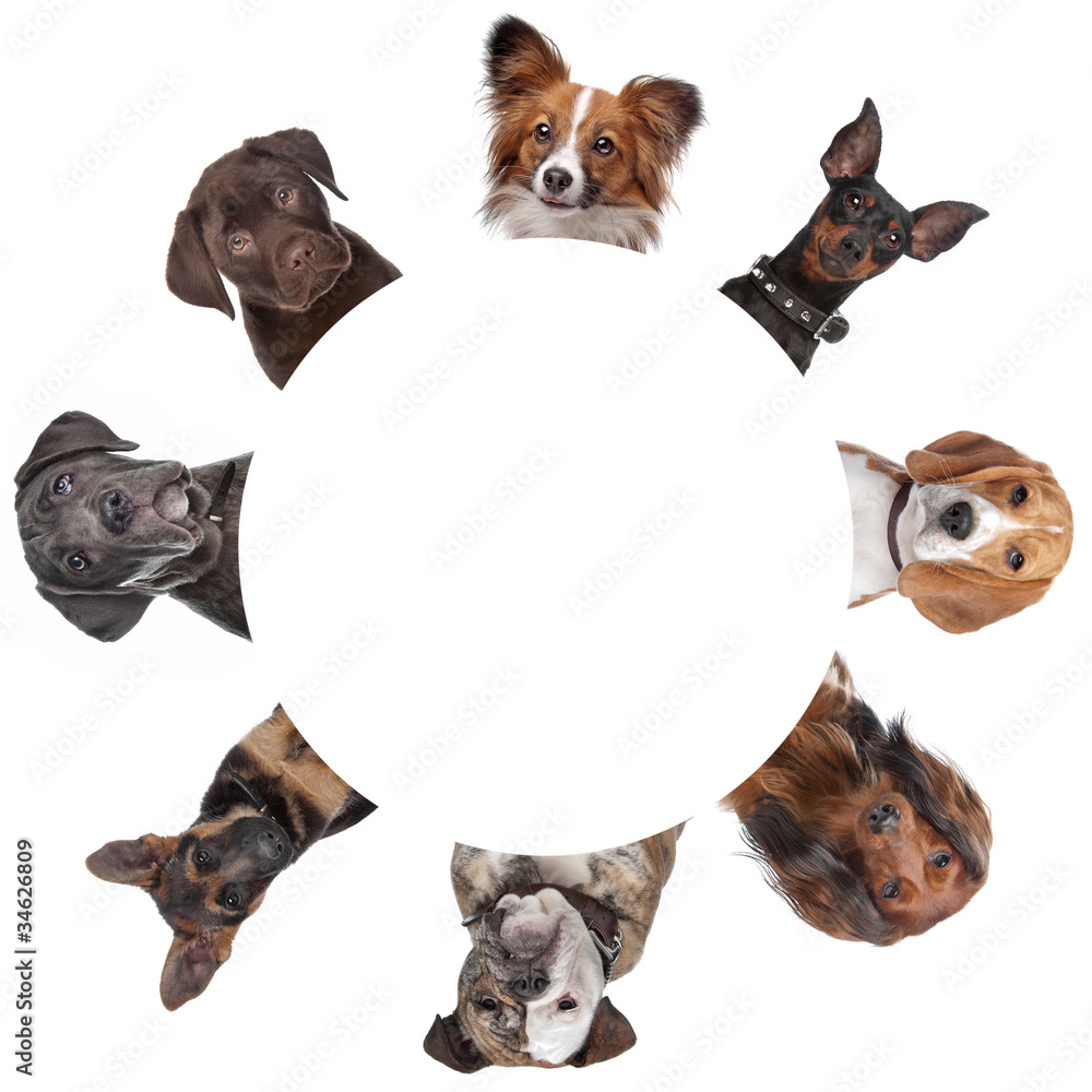 group of dog portraits around a circle Stock Photo | Adobe Stock