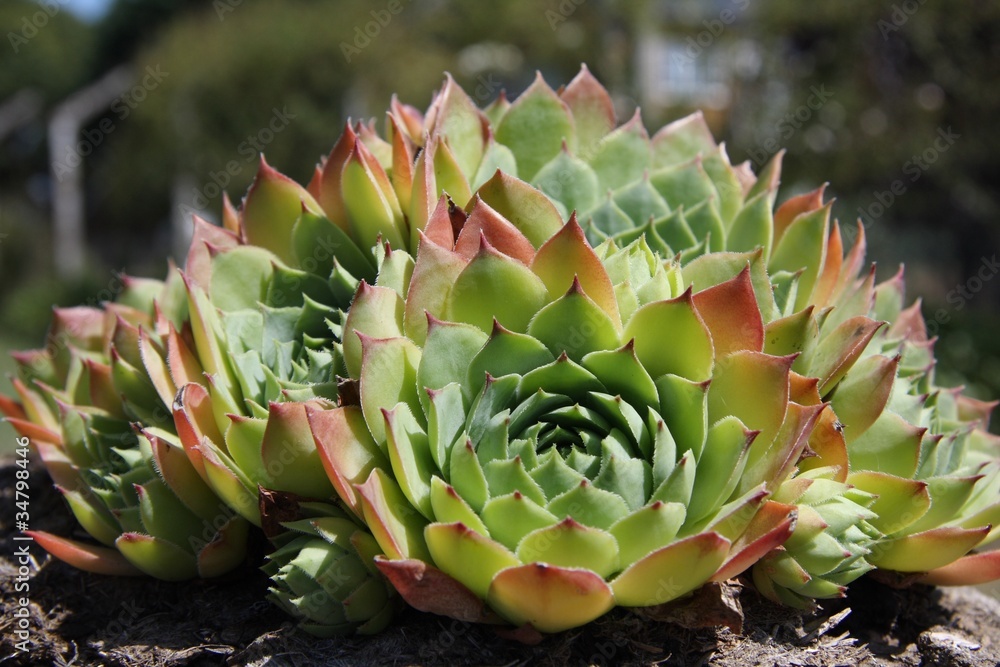 Plante cactée Photos | Adobe Stock