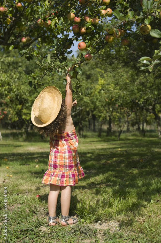 Jeune fille trop petite pour attraper une pomme foto de Stock | Adobe Stock