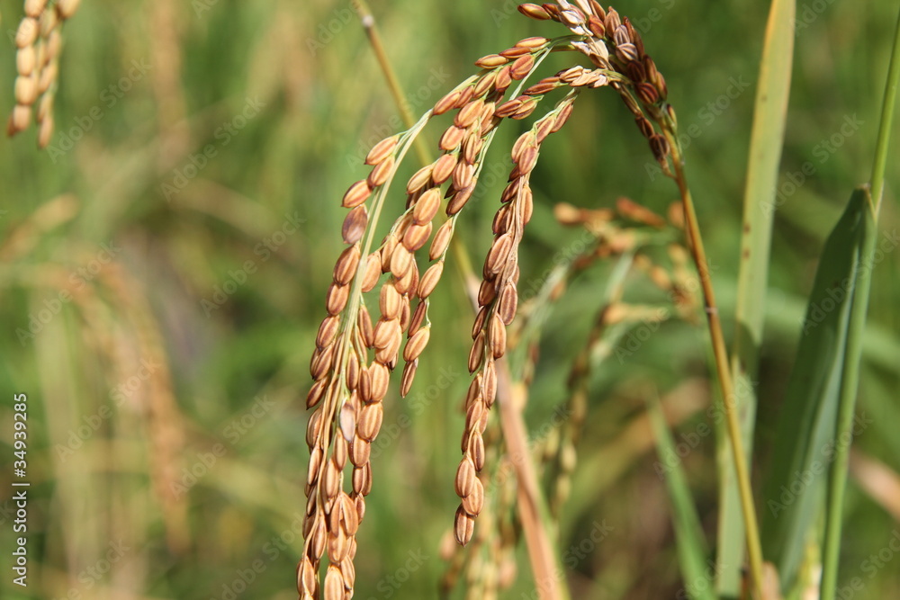 Epi de riz Photos | Adobe Stock