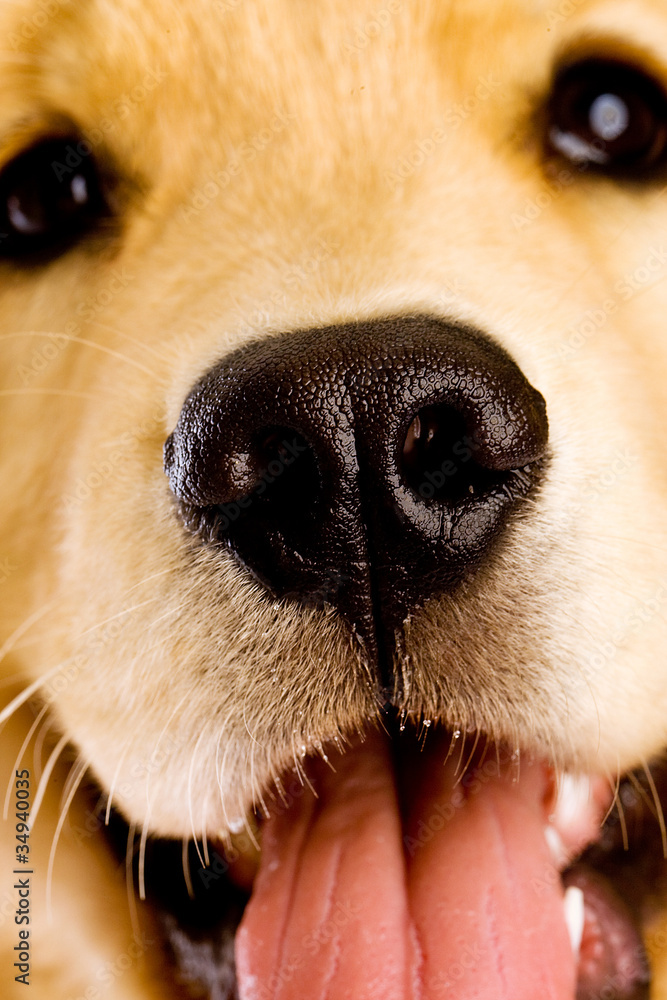 Golden Retriever Puppy Face