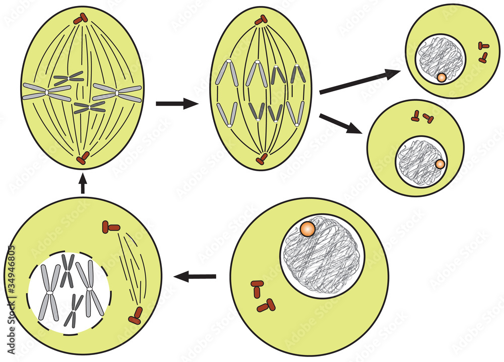 mitosis (cell division)-simple scheme Stock Vector | Adobe Stock