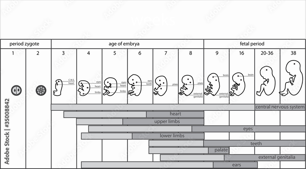 fetus stages Stock Vector | Adobe Stock