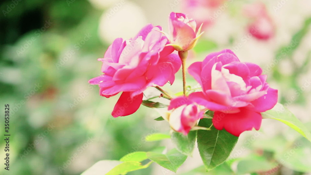Pink roses moving Stock Video | Adobe Stock