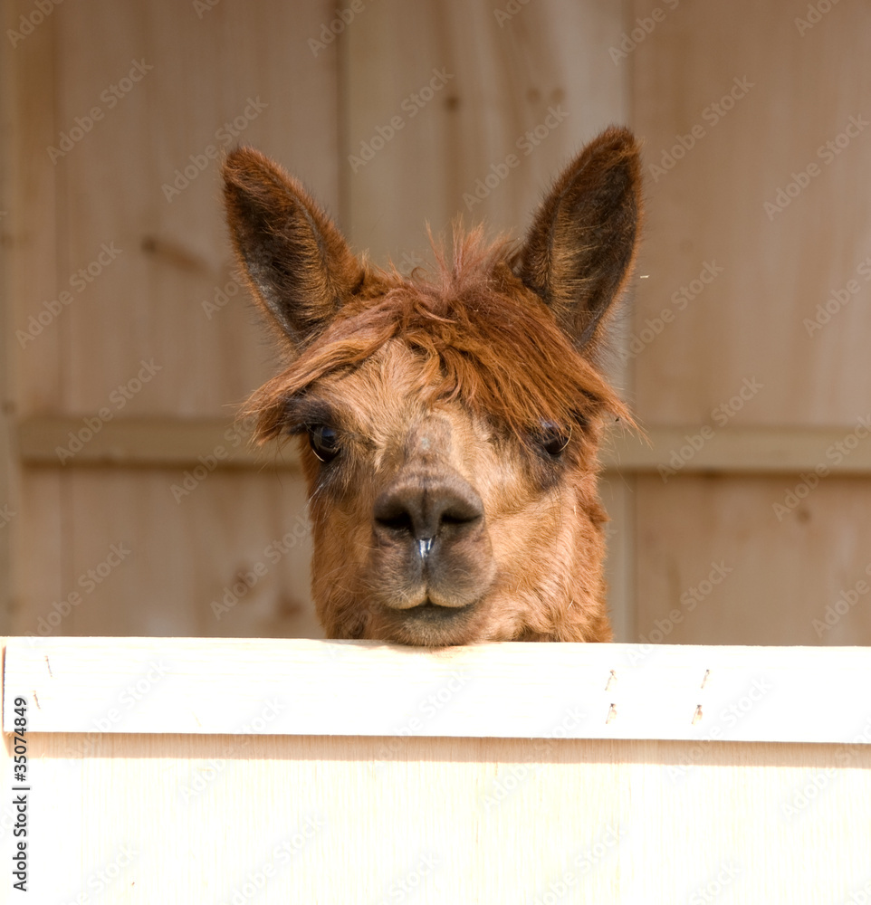 Brown suri alpaca peeking over barn door Stock Photo | Adobe Stock