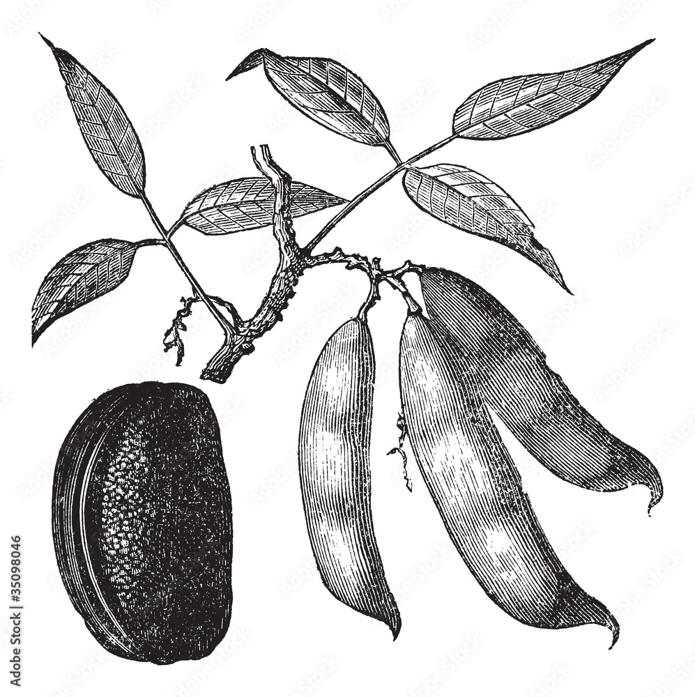 Physotigma Poisons (Physostigma venenosum) or Calabar Bean, vint Stock ...