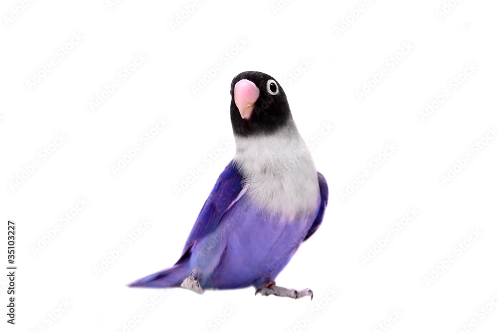 Violet Lovebird