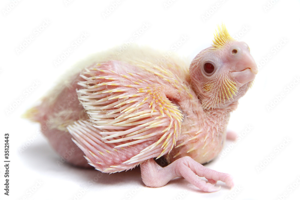White Baby Parakeet