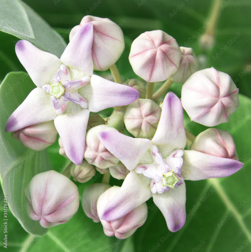 Crown Flower Stock Photo | Adobe Stock