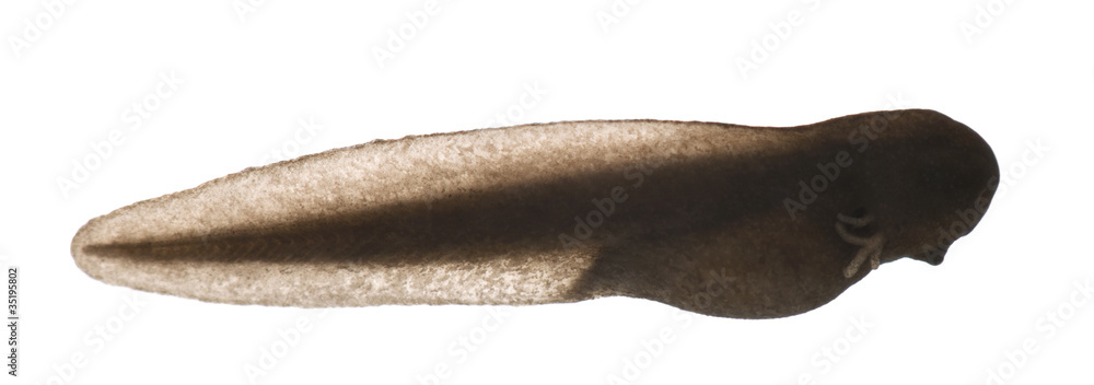Common Frog, Rana temporaria tadpole with external gills Stock Photo ...