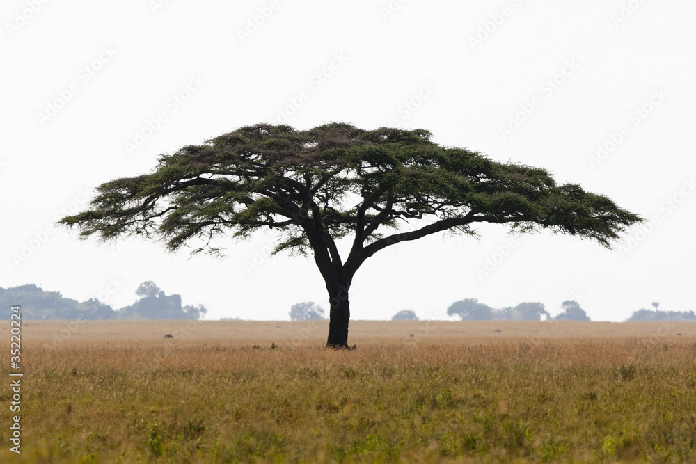 Serengeti acacia tree Stock Photo | Adobe Stock
