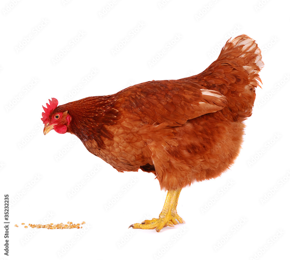 Hen isolated on white. Stock Photo | Adobe Stock
