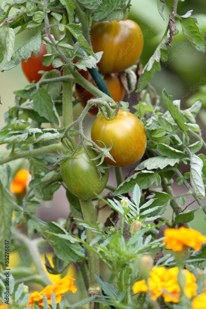 Foto de plant de tomates au jardin potager do Stock | Adobe Stock