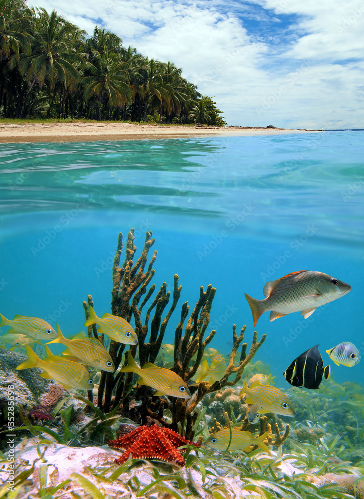 Tropical Beaches With Fish