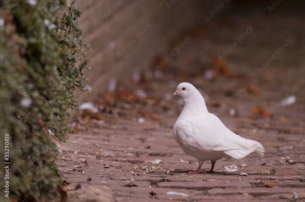 Colombe (pigeon blancs) Stock Photo | Adobe Stock