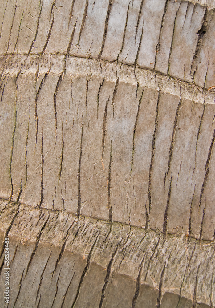 Surface of the tree Stock Photo | Adobe Stock